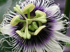 Ovocné stromky a keře | Zahradnictví FLOS