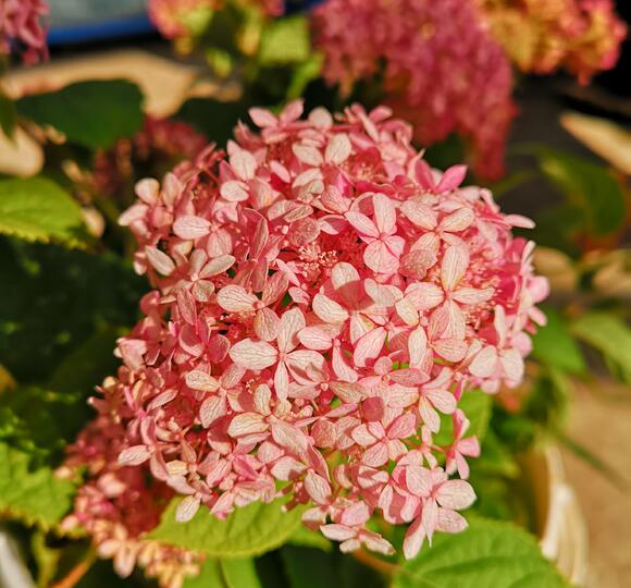 Hortenzie latnatá 'Early Harry' - Hydrangea paniculata 'Early Harry ...