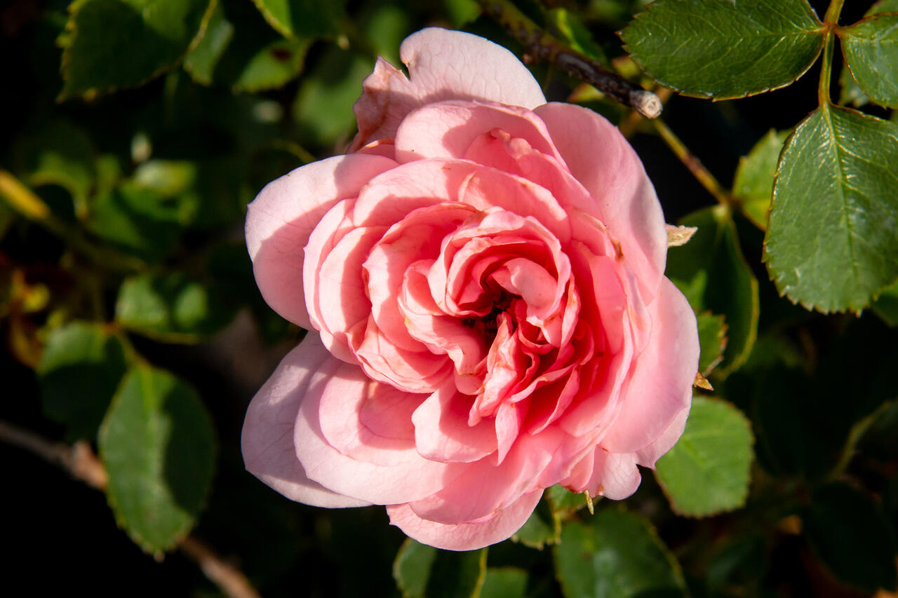 Růže mnohokvětá 'Pink Fire' - Rosa MK 'Pink Fire' | Zahradnictví FLOS