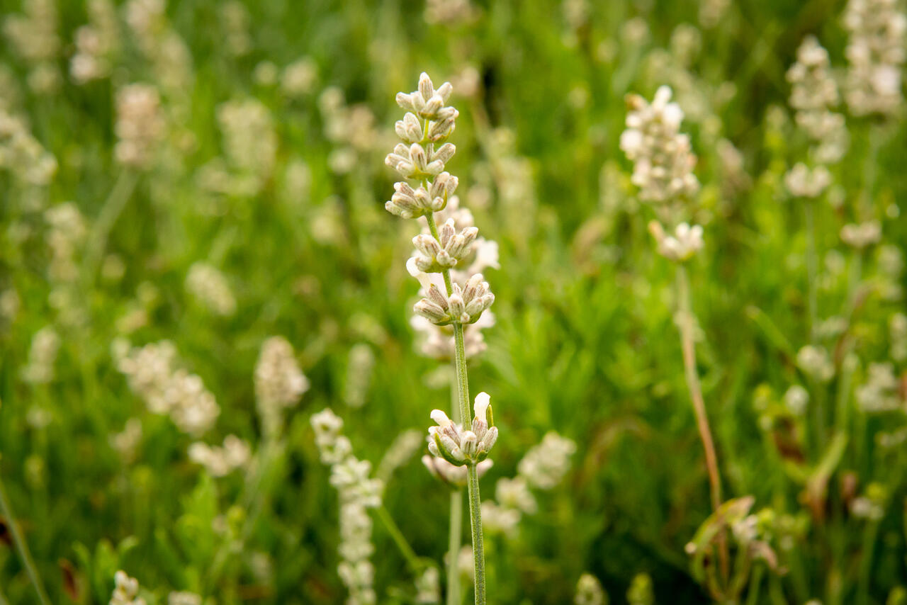 Levandule úzkolistá 'Sentivia Silver' - Lavandula angustifolia ...