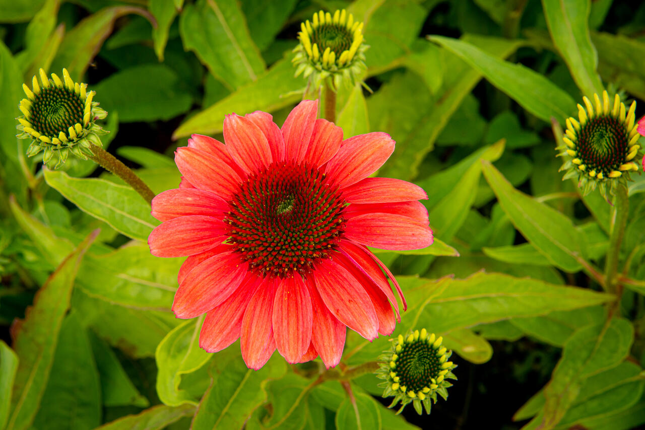 Třapatkovka nachová 'Papallo Classic Deep Rose' - Echinacea purpurea ...