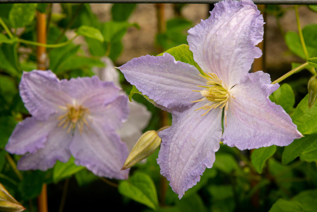 Plamének 'Blue Angel' - Clematis 'Blue Angel' | Zahradnictví FLOS