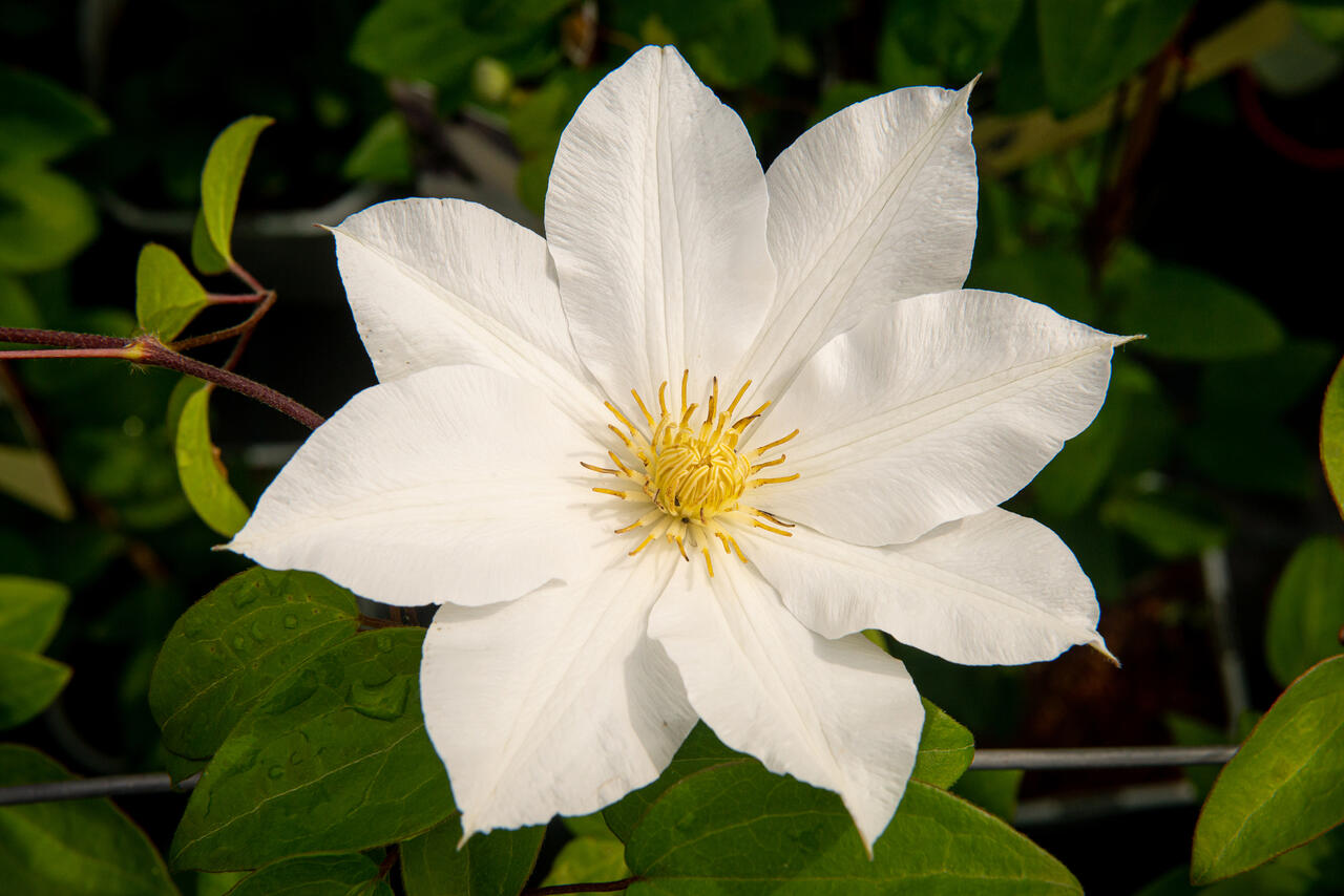 Plamének 'Toki' - Clematis 'Toki' | Zahradnictví FLOS