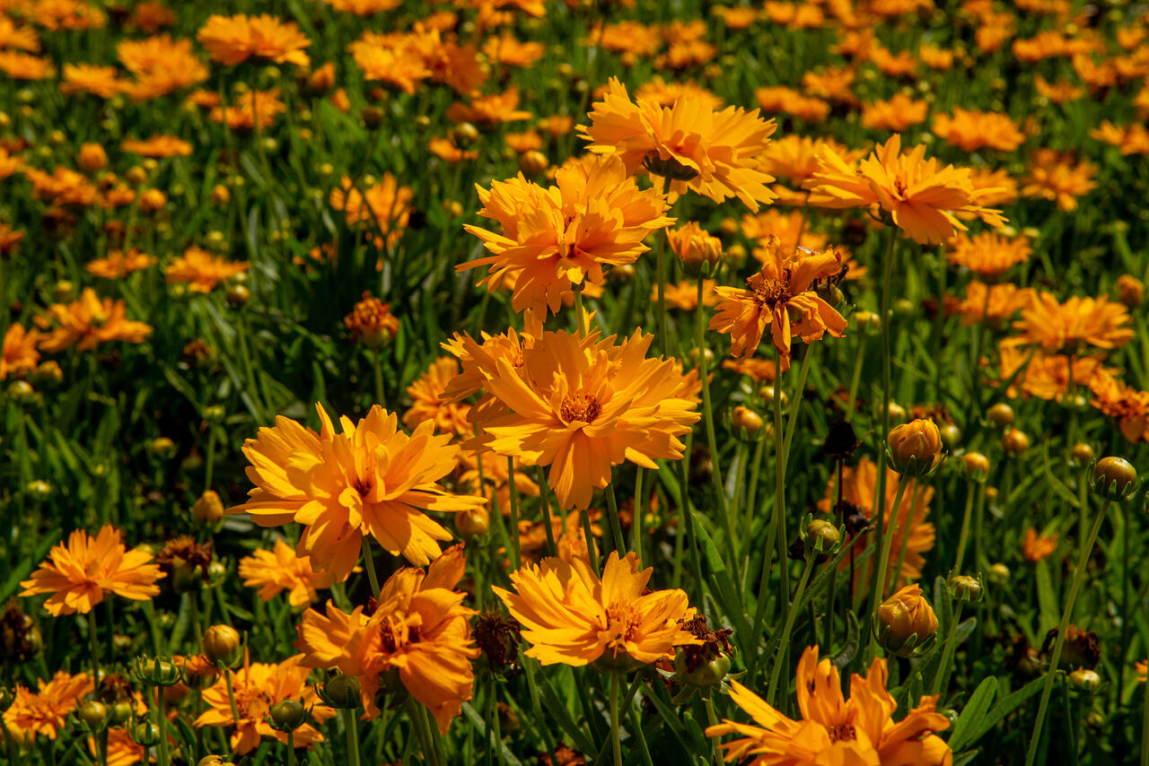 Krásnoočko velkokvěté 'Double the Sun' - Coreopsis grandiflora 'Double ...