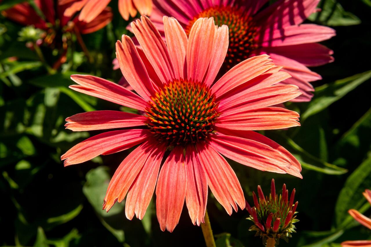 Třapatkovka nachová 'Papallo Power Coral Orange' - Echinacea purpurea ...