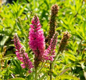 Rozrazil klasnatý 'Atomic Silvery Pink Ray' - Veronica spicata 'Atomic ...