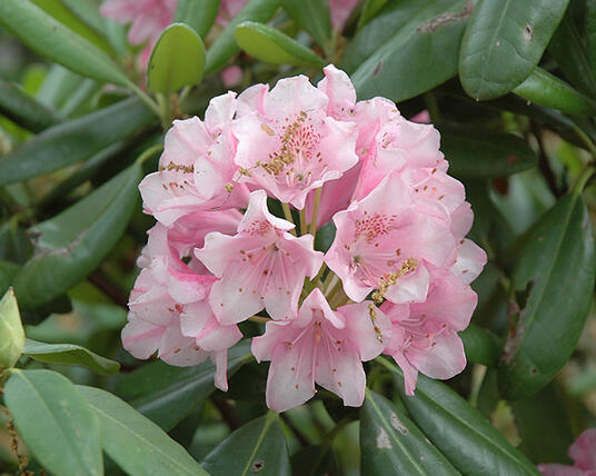 Výsledky vyhledávání rhododendron+define | Zahradnictví FLOS