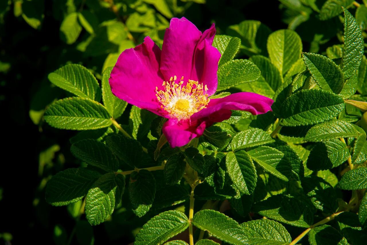 Růže svraskalá 'Rubra' - Rosa rugosa 'Rubra' | Zahradnictví FLOS