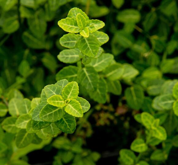 Sazenice brslen - euonymus | Zahradnictví FLOS