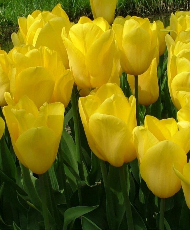 Tulipán Triumph 'Strong Gold' - Tulipa Triumph 'Strong Gold ...