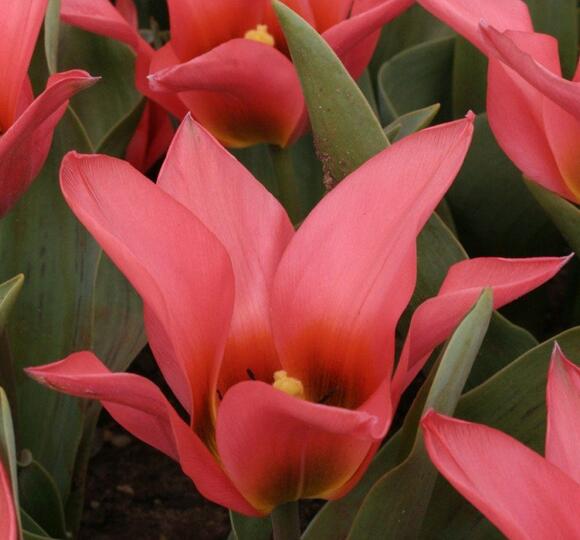 Tulipán třepenitý 'Brisbane' - Tulipa Fringled 'Brisbane ...