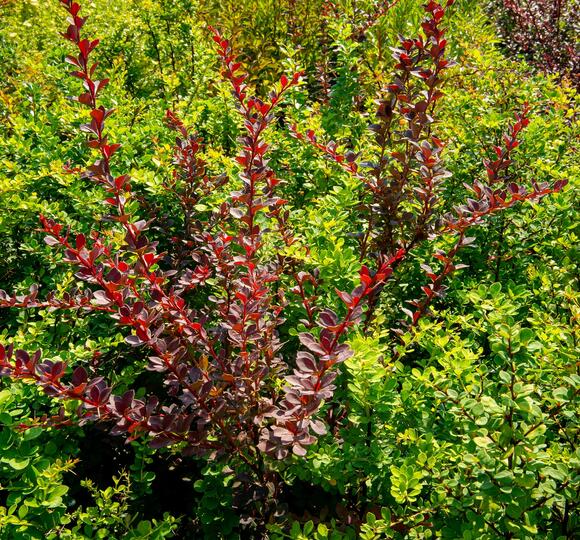 Žlutě kvetoucí rostliny | Zahradnictví FLOS