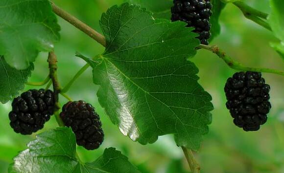 Sazenice morušovníku - morus | Zahradnictví FLOS