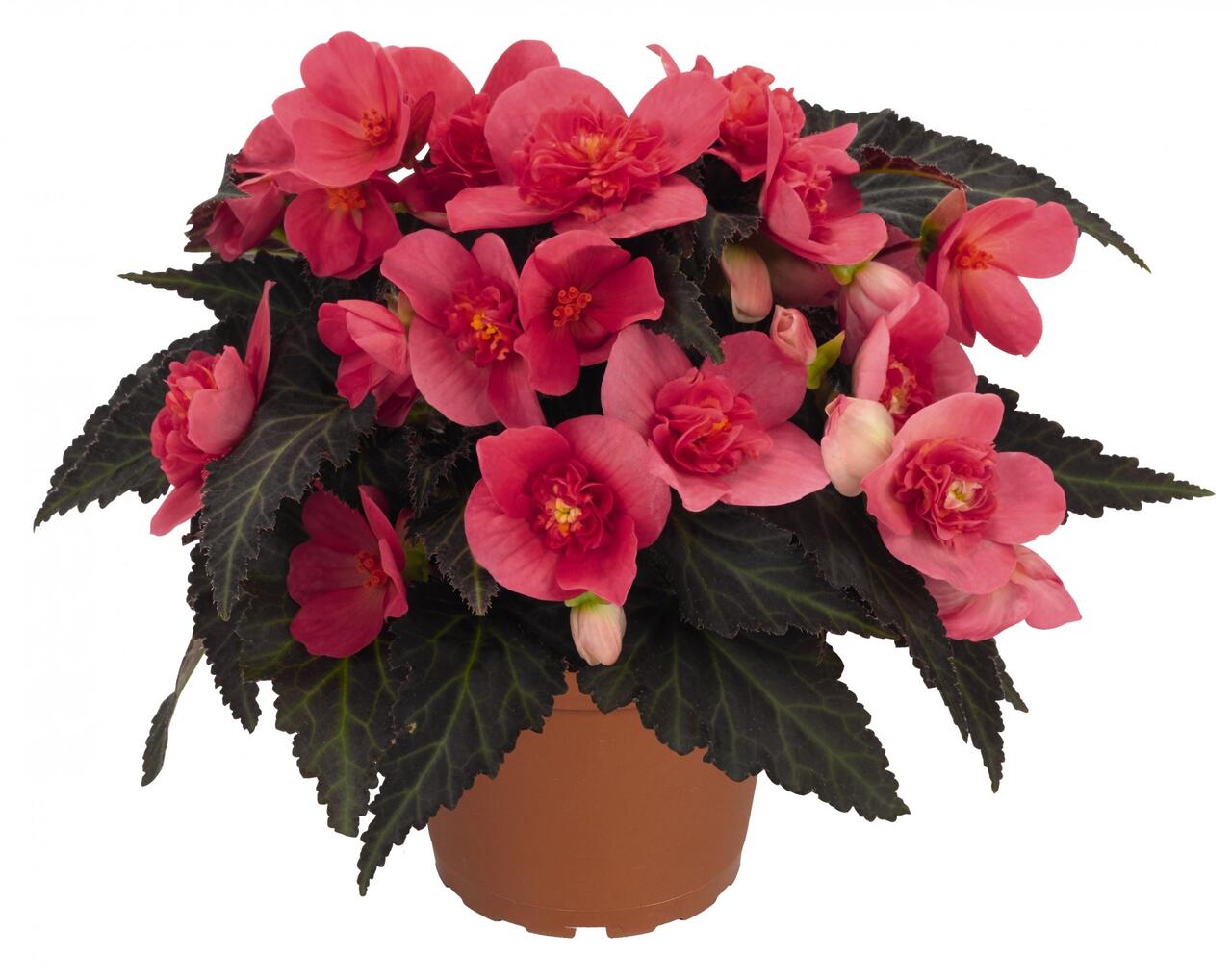 Begónie 'I'conia Portofino First Kiss' - Begonia 'I'conia Portofino ...