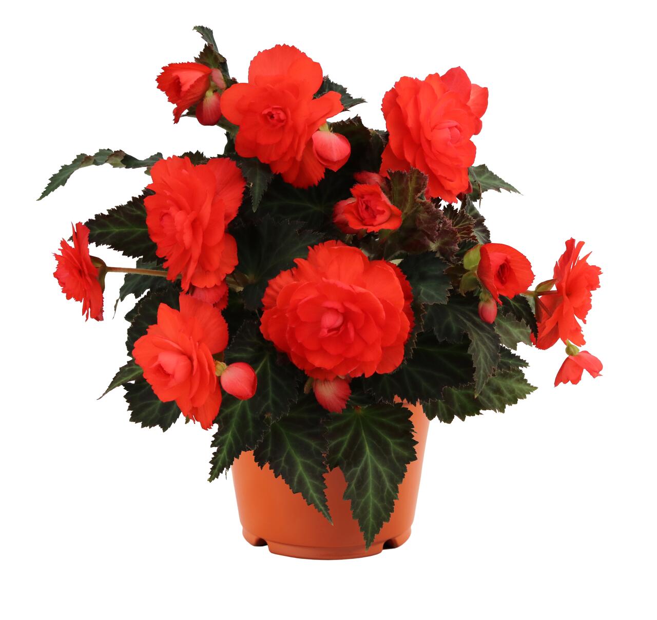 Begónie 'I'conia Portofino Coral' - Begonia 'I'conia Portofino Coral ...