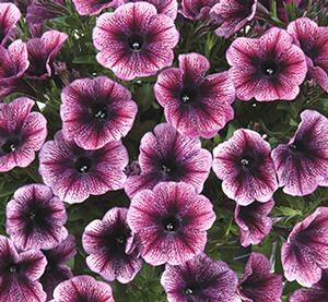 Petúnie 'Cascadias Purple Ice' - Petunia hybrida 'Cascadias Purple Ice ...