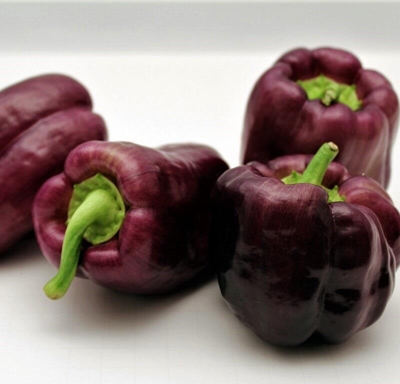Paprika k rychlení 'Ingrid' - Capsicum annuum 'Ingrid' | Zahradnictví FLOS