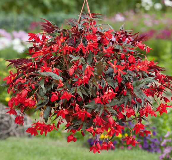 Begónie | Zahradnictví FLOS