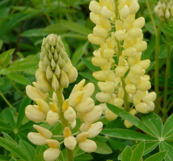 Žlutě kvetoucí trvalky | Zahradnictví FLOS