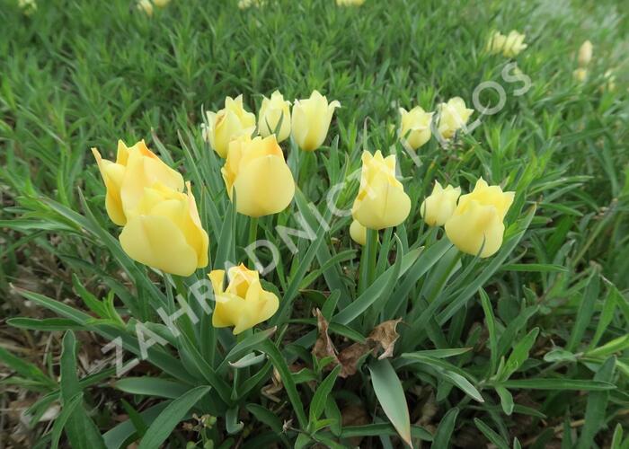 Tulipán botanický batalinii 'Bright Gem' - Tulipa batalinii 'Bright Gem ...