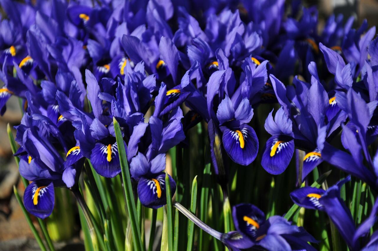 Kosatec síťkovaný 'Harmony' - Iris reticulata 'Harmony' | Zahradnictví FLOS