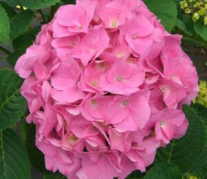 Hortenzie latnatá 'Bobo' - Hydrangea paniculata 'Bobo' | Zahradnictví FLOS