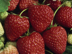 Ovocné stromky a keře | Zahradnictví FLOS