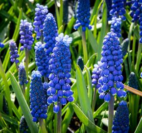 Cibuloviny a hlíznaté rostliny | Zahradnictví FLOS