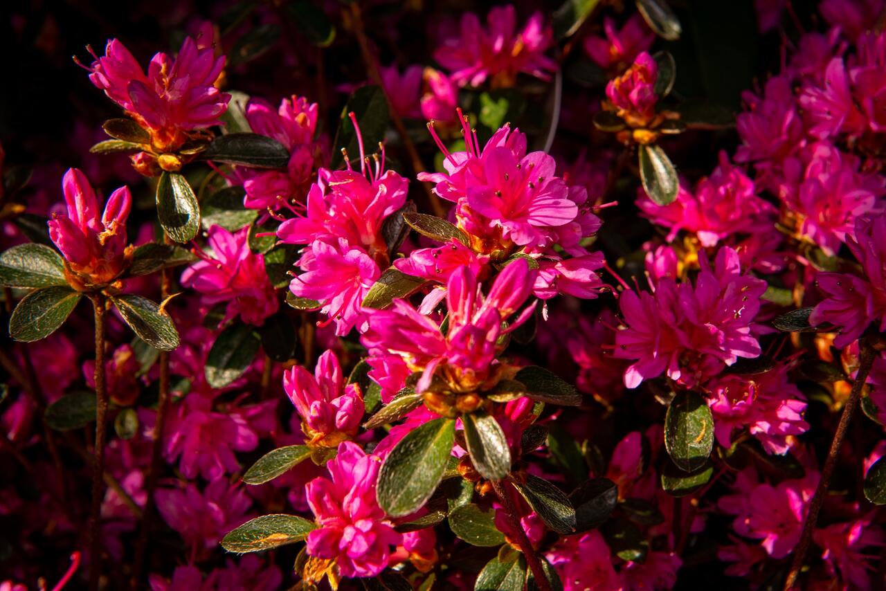 Azalka japonská 'Amoena' - Azalea japonica 'Amoena' | Zahradnictví FLOS
