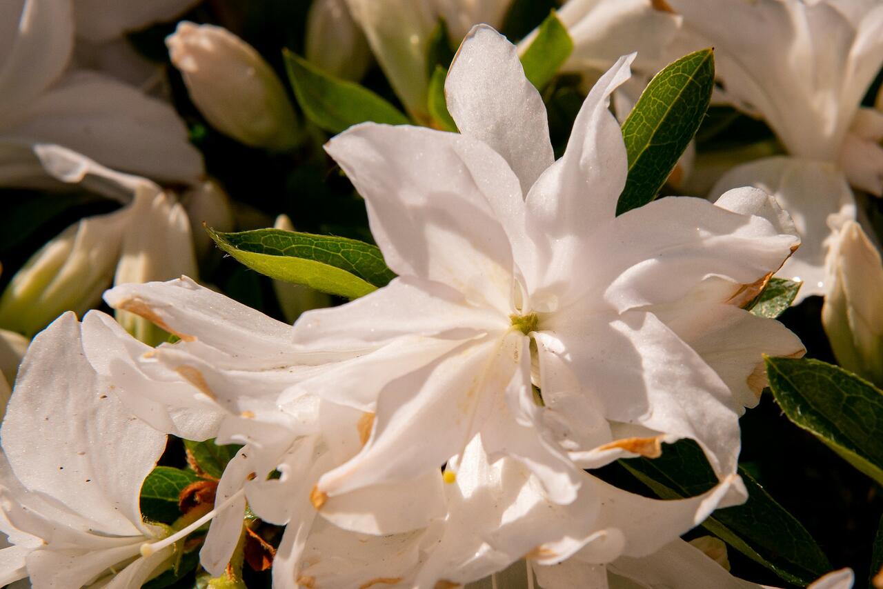 Azalka japonská 'Mémé' - Azalea japonica 'Mémé' | Zahradnictví FLOS