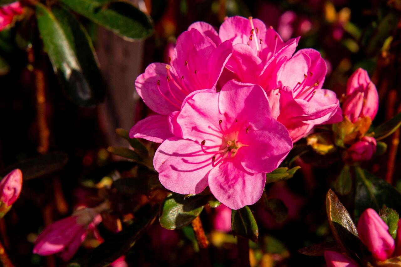 Azalka japonská 'Conny' - Azalea japonica 'Conny' | Zahradnictví FLOS