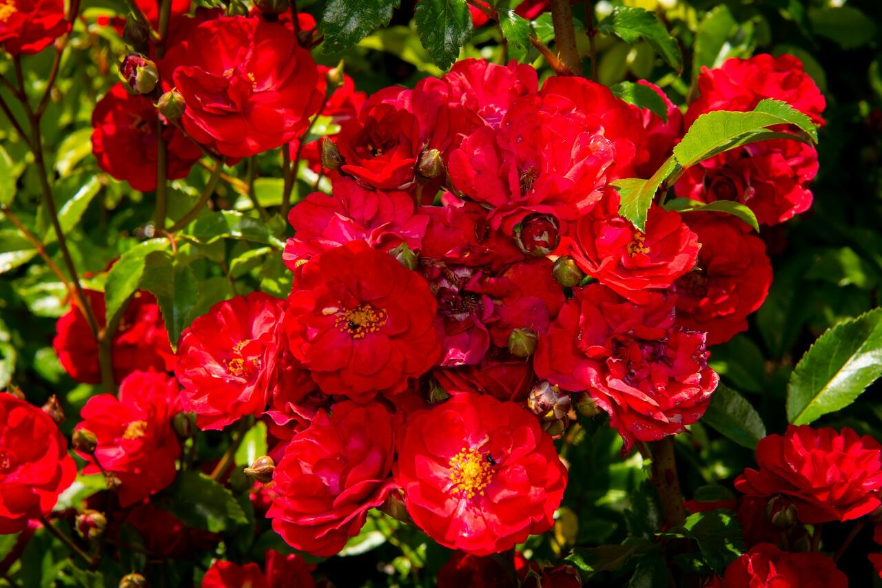 Růže půdopokryvná 'Fairy Dance' - Rosa PK 'Fairy Dance' | Zahradnictví FLOS