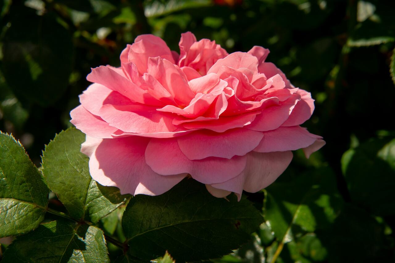 Růže mnohokvětá Kordes 'Rosenfee' - Rosa MK 'Rosenfee' | Zahradnictví FLOS