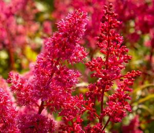 Trvalky | Zahradnictví FLOS