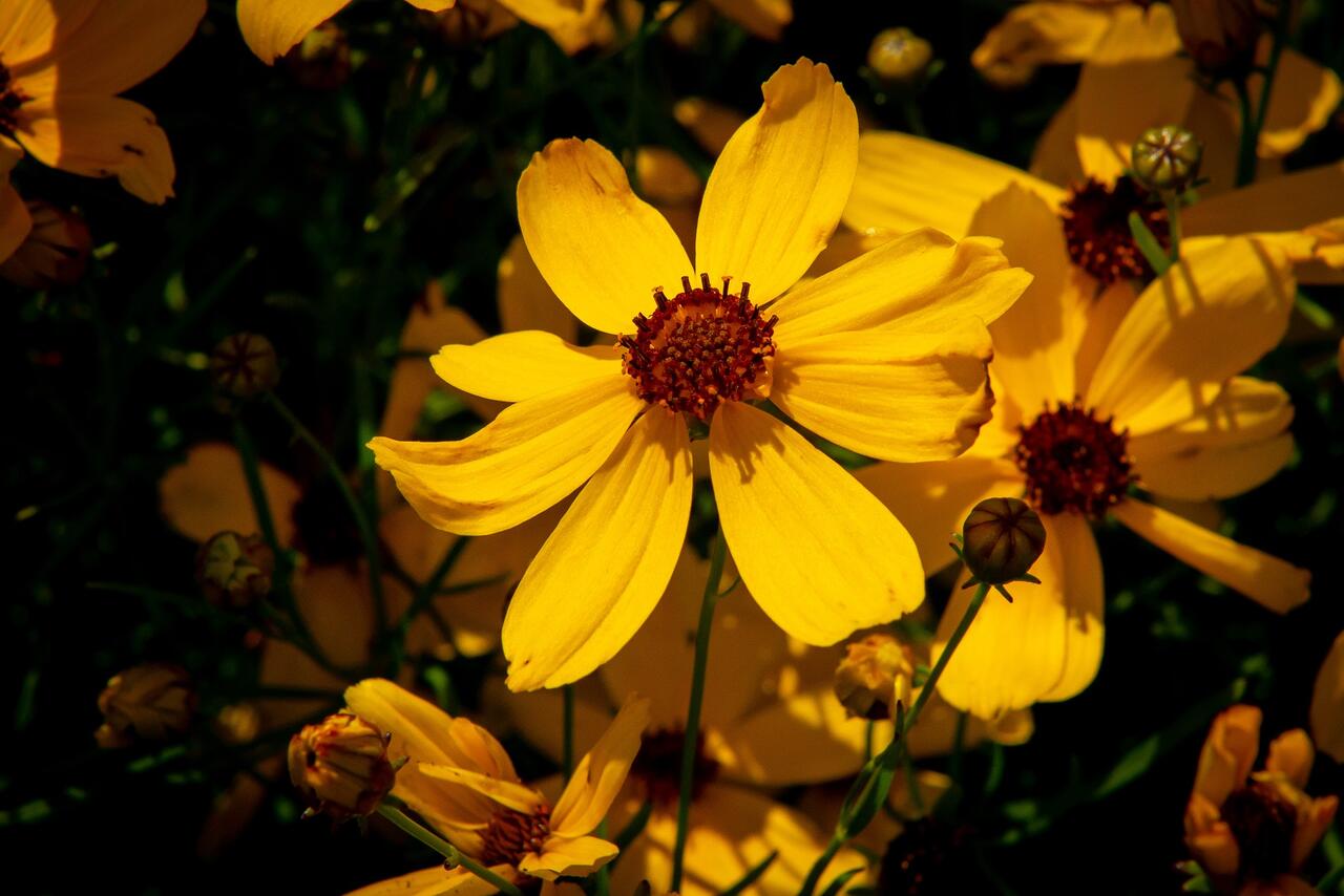 Krásnoočko přeslenité 'Imperial Sun' - Coreopsis verticillata 'Imperial ...