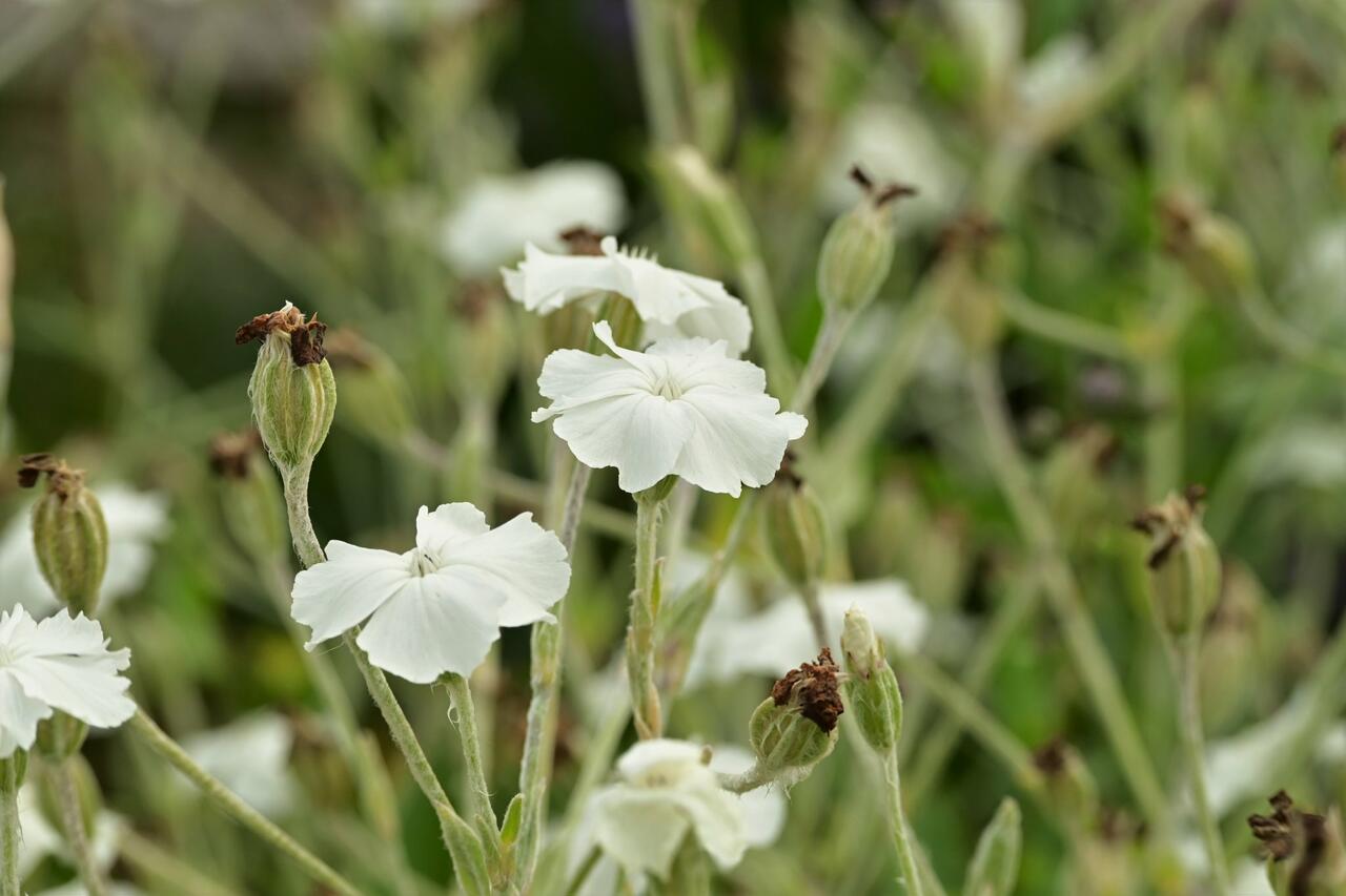 Kohoutek věncový 'Alba' - Lychnis coronaria 'Alba' | Zahradnictví FLOS