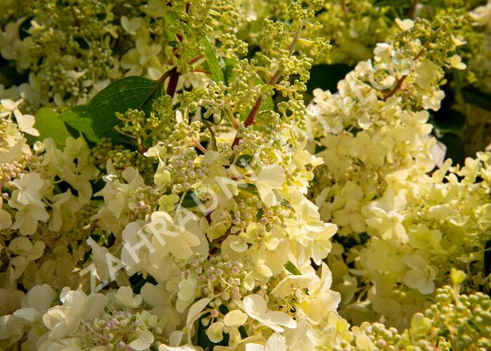 Hortenzie latnatá 'Candlelight' - Hydrangea paniculata 'Candlelight' | Zahradnictví FLOS