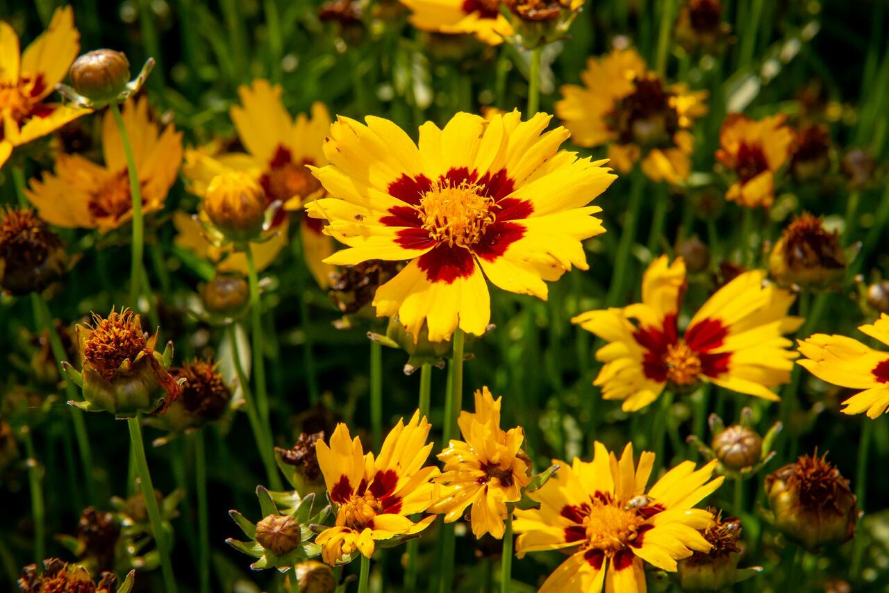 Krásnoočko velkokvěté 'Sunkiss' - Coreopsis grandiflora 'Sunkiss ...