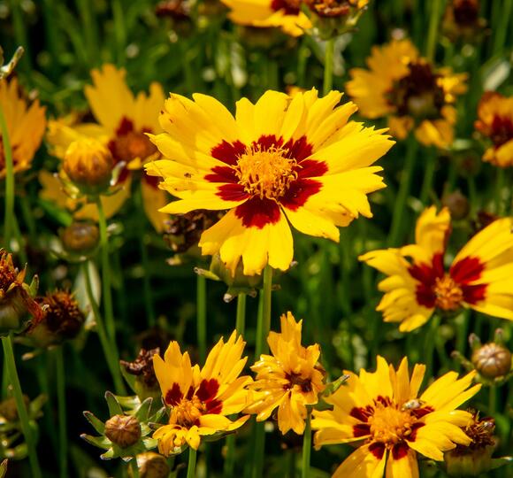 Žlutě kvetoucí trvalky | Zahradnictví FLOS