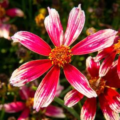 Krásnoočko přeslenité 'Sunstar Rose' - Coreopsis verticillata 'Sunstar ...