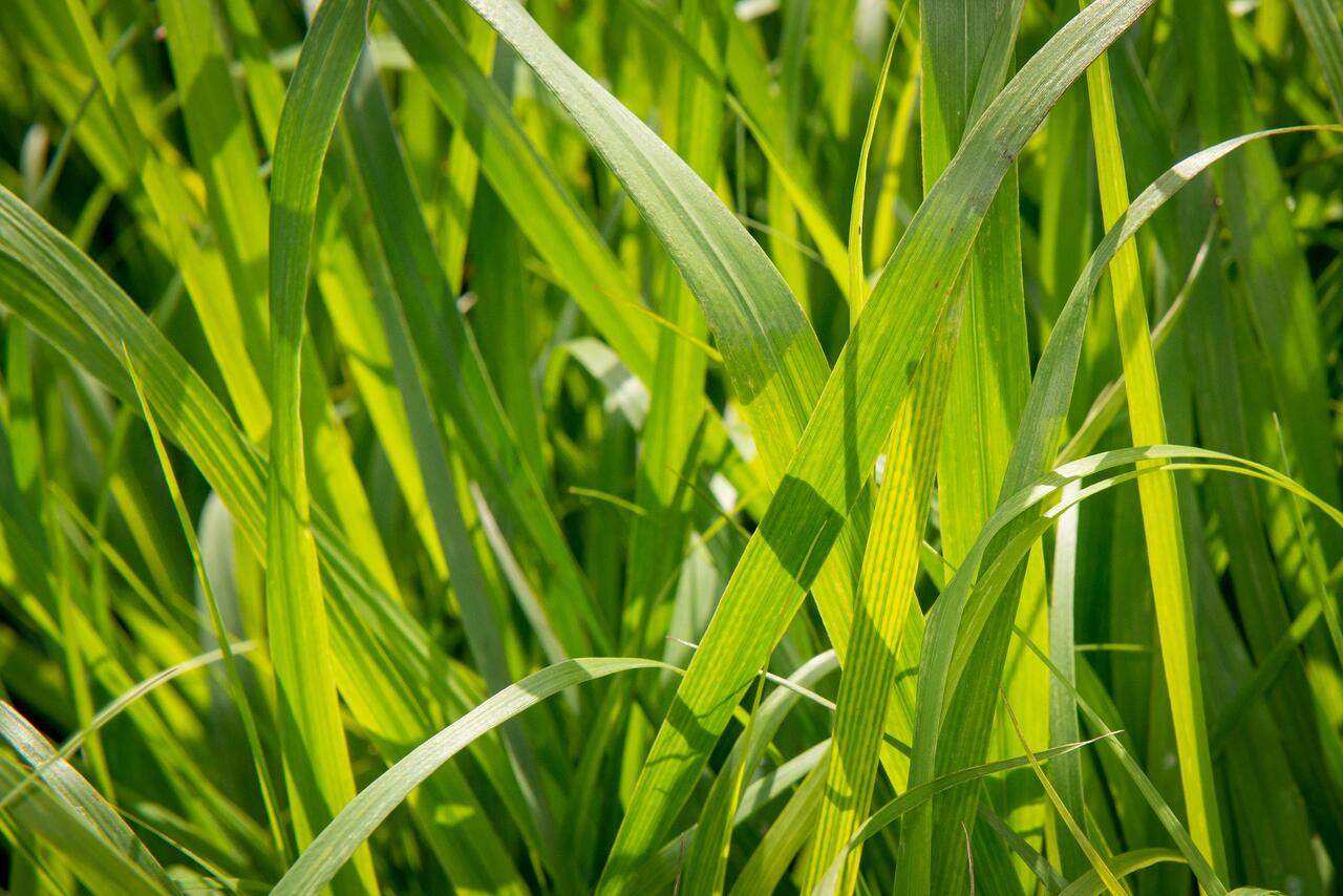 Proso 'Dewey Blue' - Panicum amarum 'Dewey Blue' | Zahradnictví FLOS