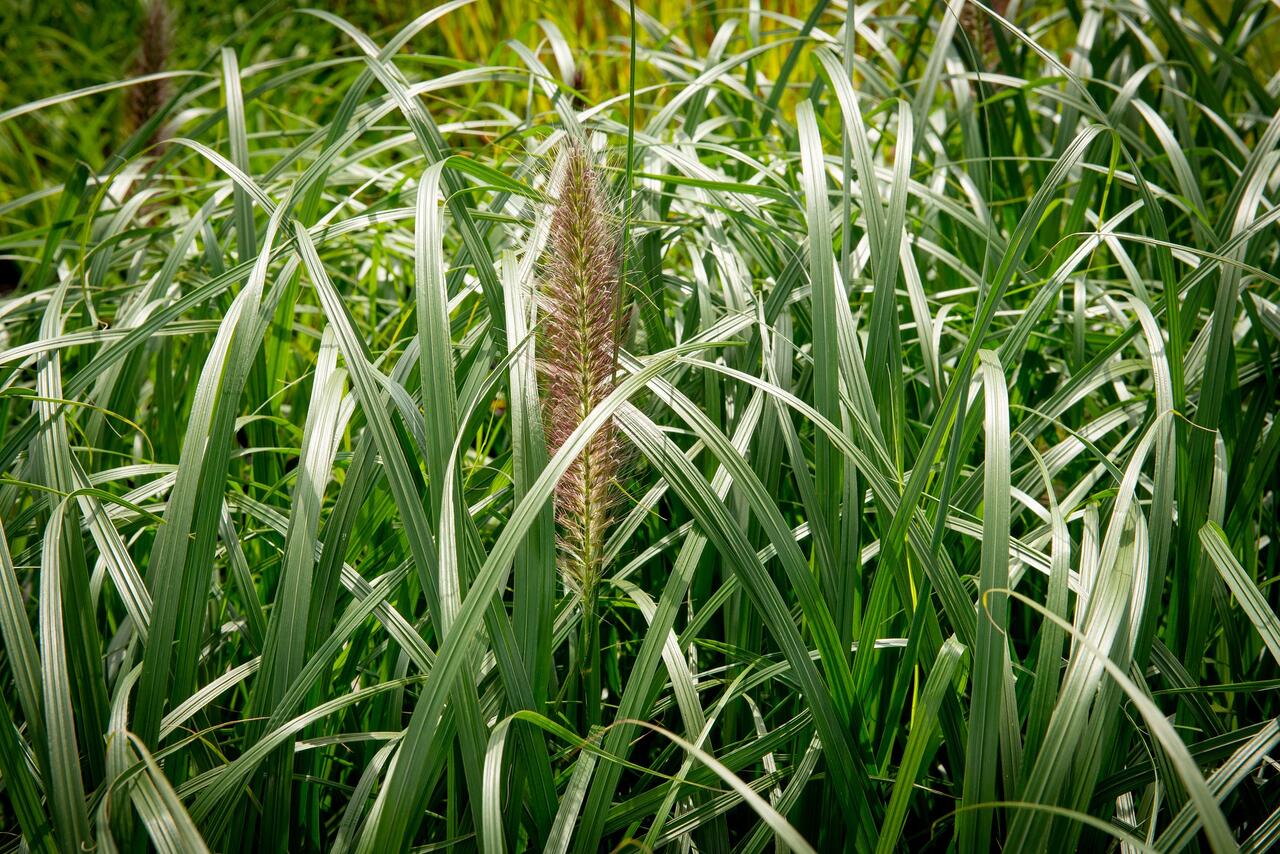 Dochan psárkovitý 'Red Head' - Pennisetum alopecuroides 'Red Head ...
