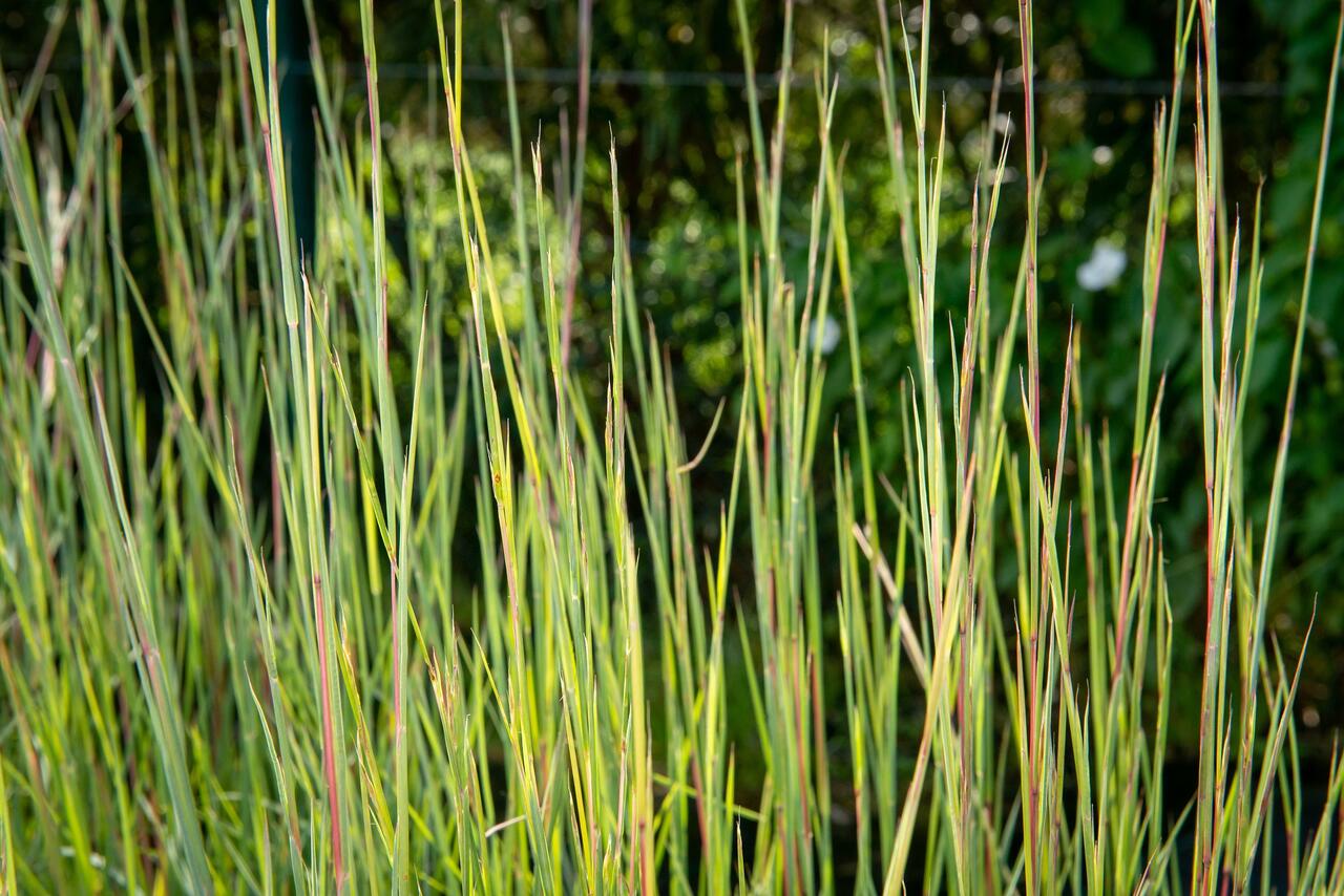 Vousatice metlatá 'Prairie Blues' - Andropogon scoparius 'Prairie Blues ...