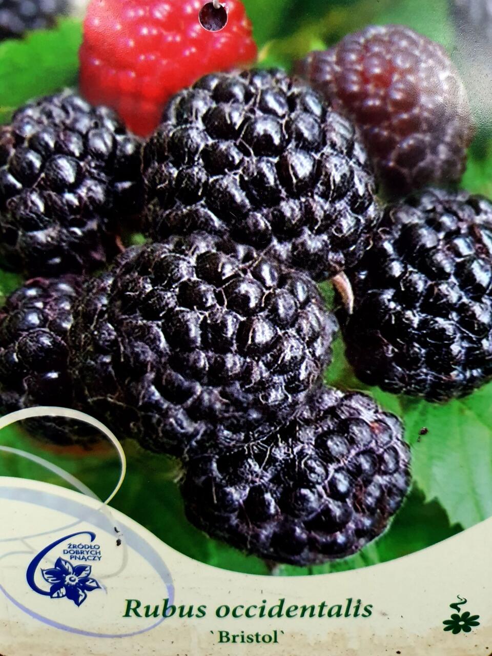 Maliník černý 'Bristol' - Rubus occidentalis 'Bristol' | Zahradnictví FLOS