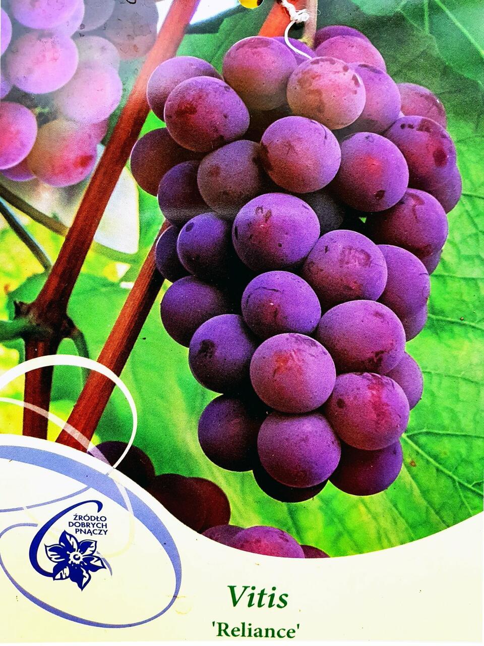 Réva vinná 'Reliance' - Vitis vinifera 'Reliance' | Zahradnictví FLOS