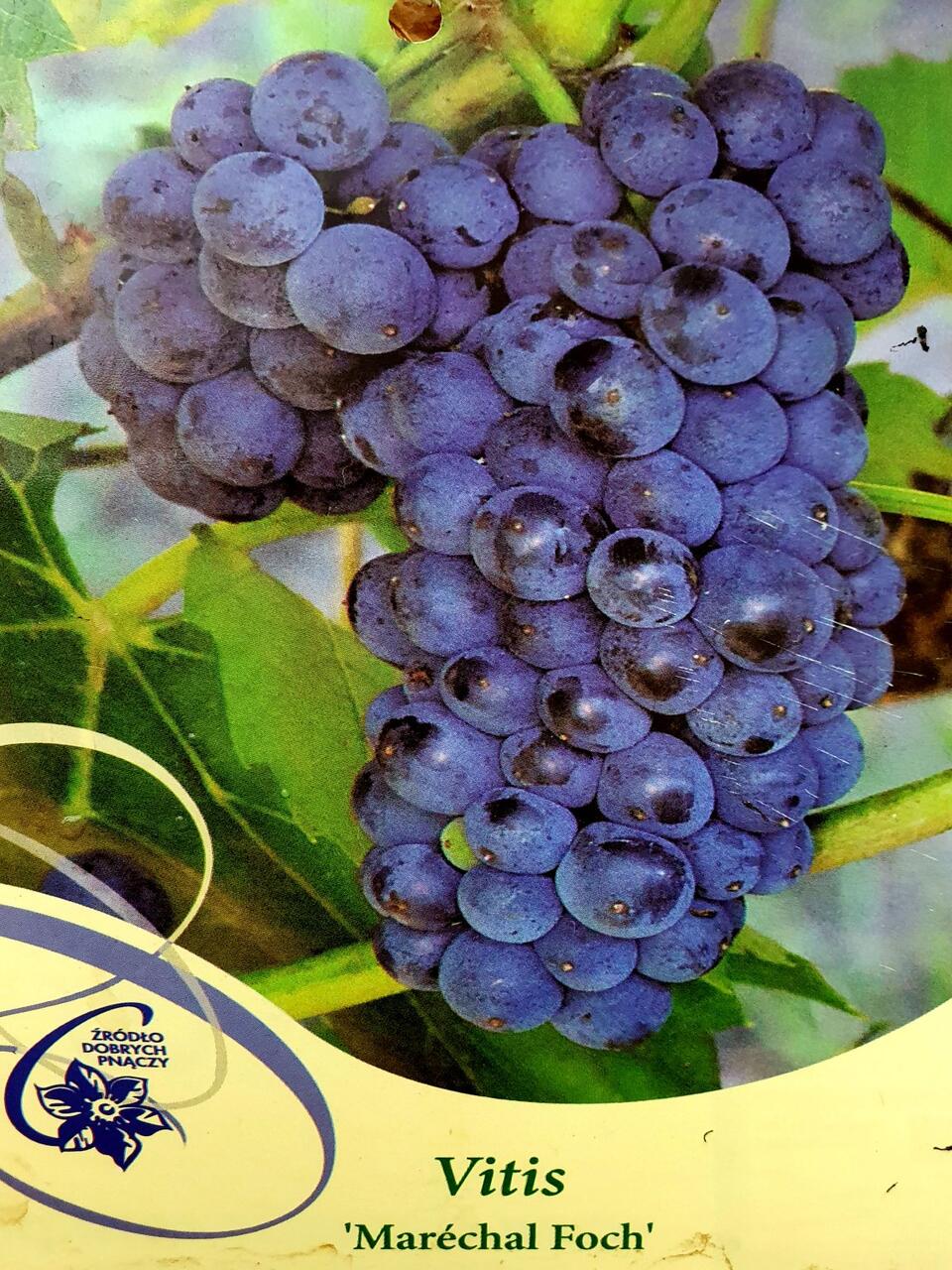 Vitis Vinifera Marechal Foch
