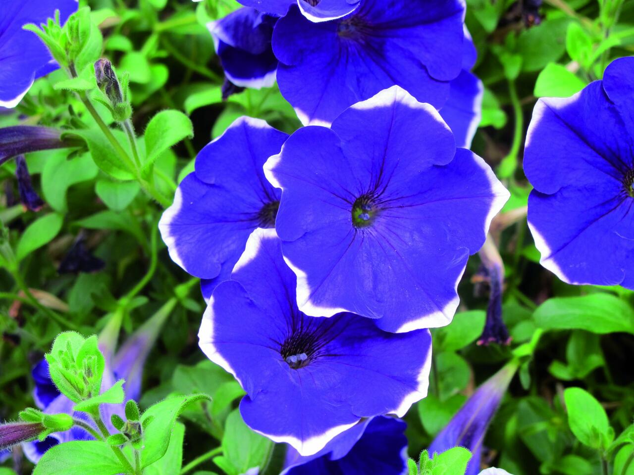 Petúnie 'Blue Picotee' - Petunia Pegasus 'Blue Picotee' | Zahradnictví FLOS