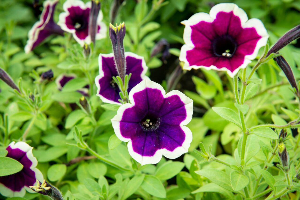 Petúnie 'Cascadias Rim Magenta' - Petunia hybrida 'Cascadias Rim ...