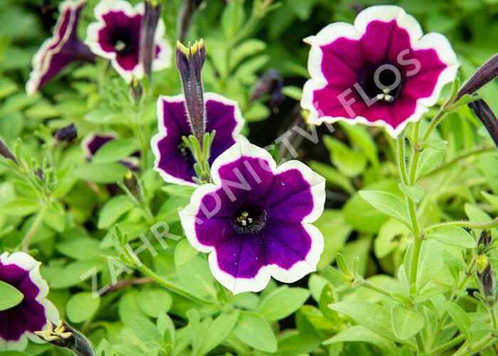 Petúnie 'Cascadias Rim Magenta' - Petunia hybrida 'Cascadias Rim ...