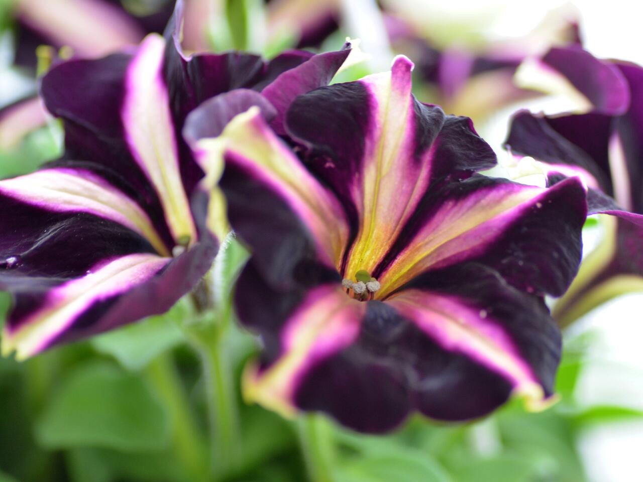 Petúnie 'Mystical Merlin' - Petunia hybrida 'Mystical Merlin ...